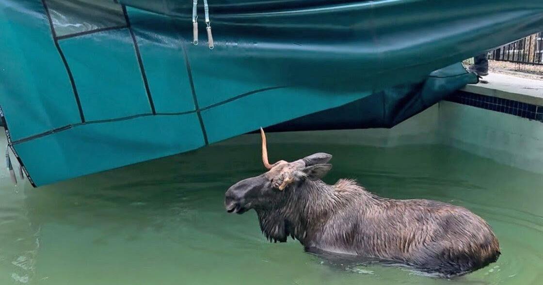 Moose goes for a dip in Bedford swimming pool | Human Interest ...