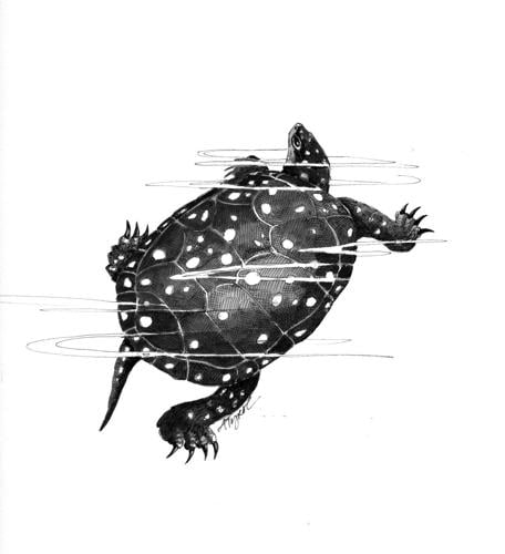The spotted turtle: rare and reclusive | Outdoors | unionleader.com