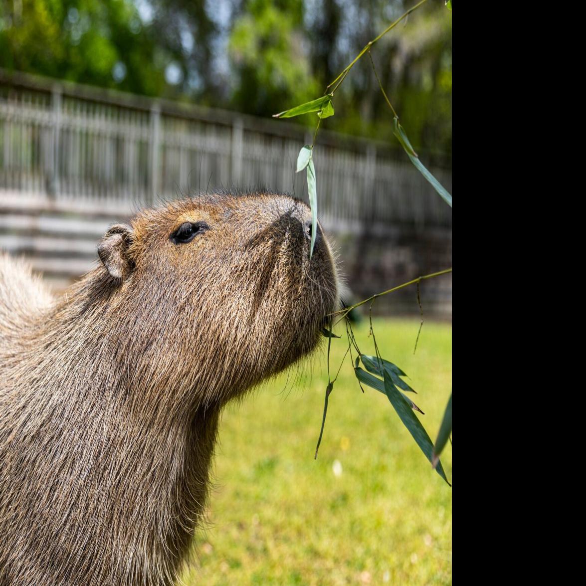 wild capybara attack