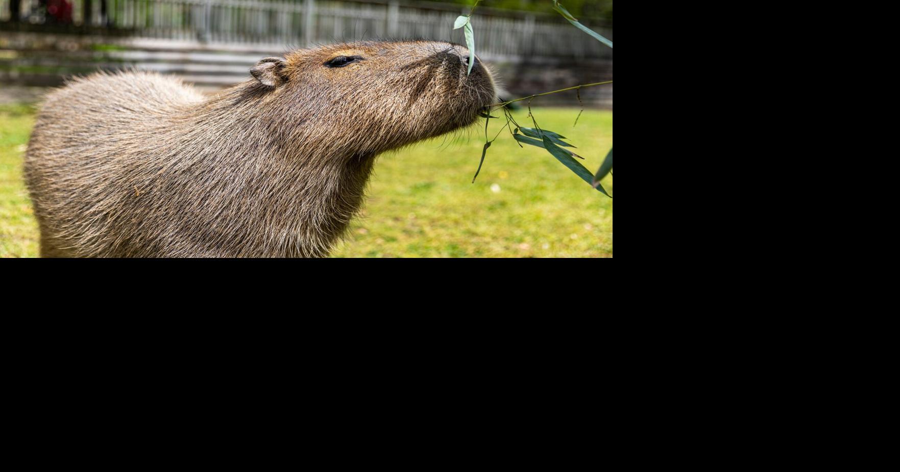 Zoo’s capybaras find love in their own version of ‘The Bachelor ...