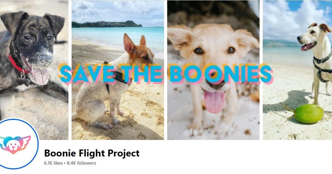 NH woman got to work and has rescued 618 'boonie' dogs from island of ...