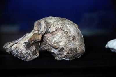 australopithecus anamensis skull