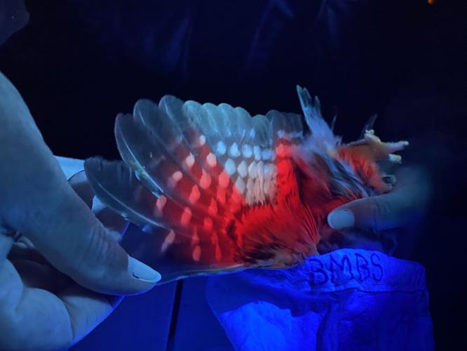 Forest Journal: These little owls are a big deal | Forest Journal | unionleader.com