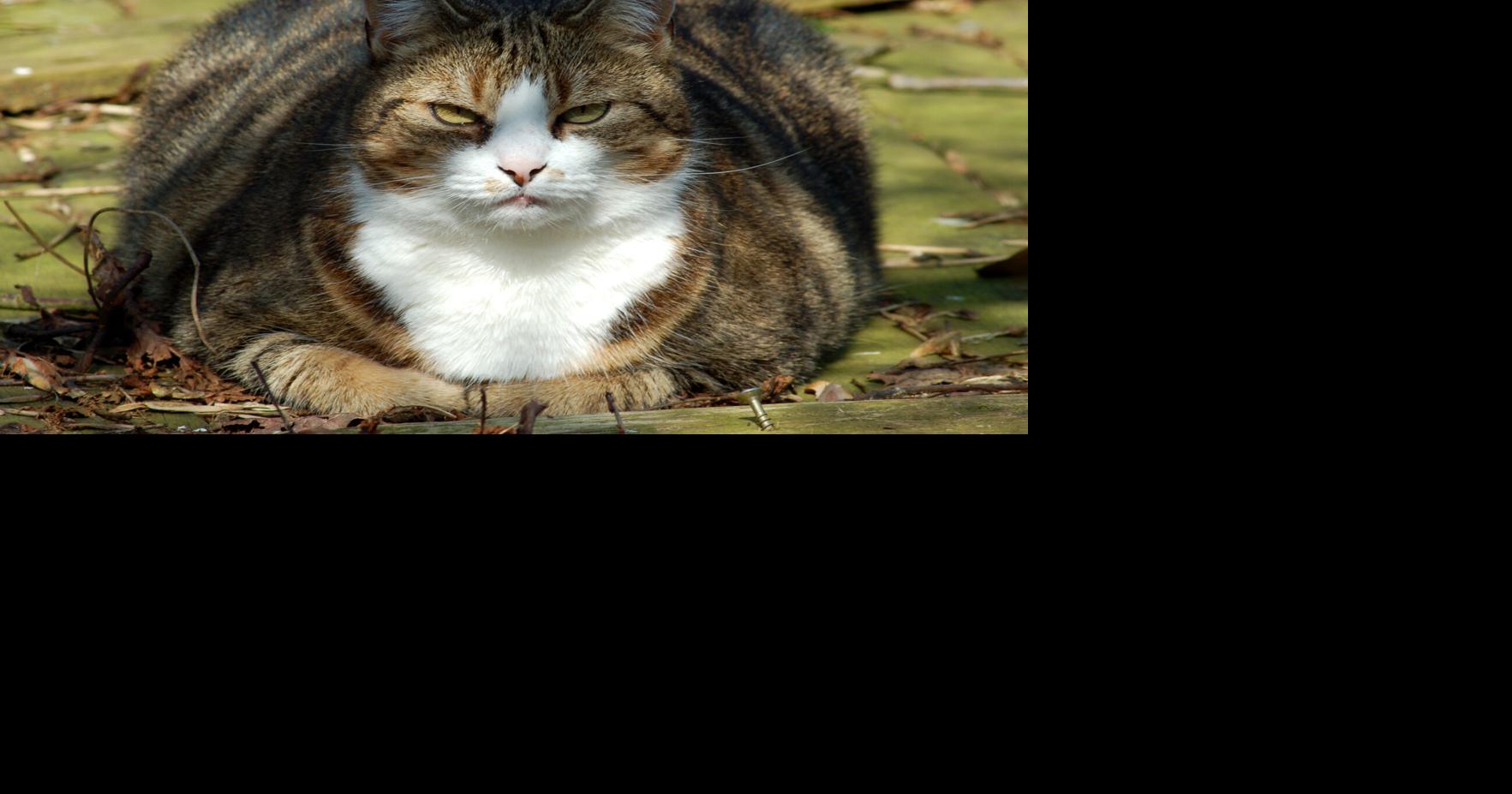 Scientists have a new tool in the fight against obesity — ‘fat cats ...
