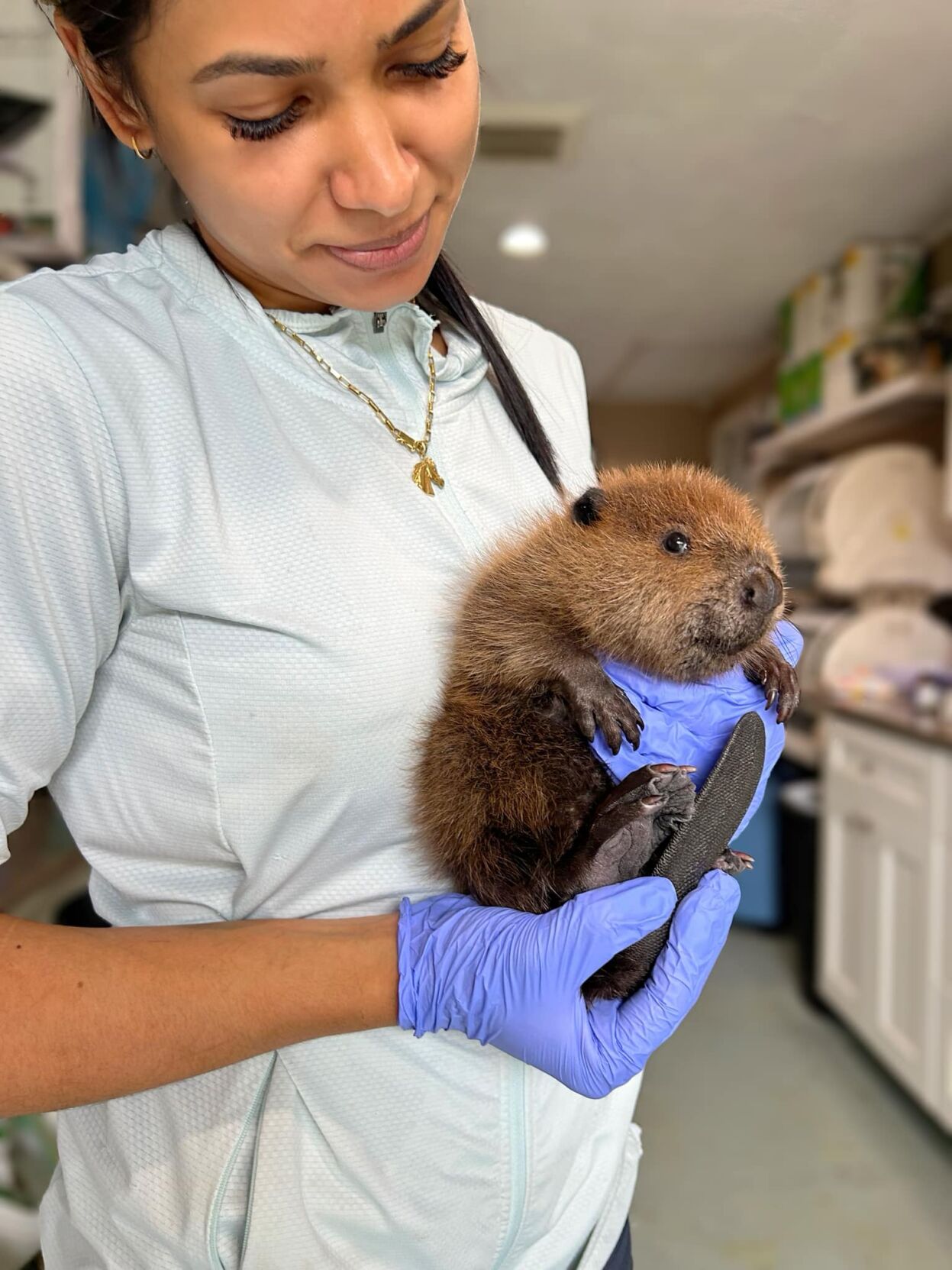 Celebrity ‘diva’ beaver caught in dramatic court case over her future ...