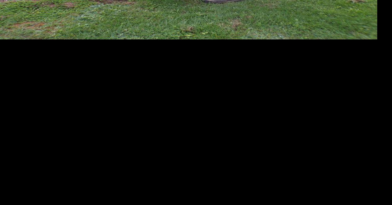 Right now it's the growing season at local tree farms | Attractions ...