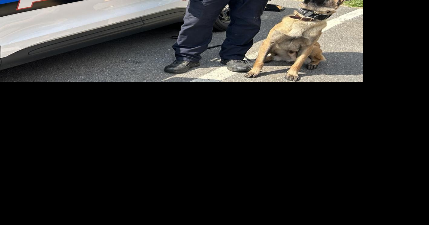 Derry's first police dog is now on patrol | Public Safety | unionleader.com