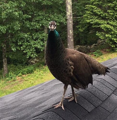 Peahen causes flap in Kingston after couple finds one hanging with ...