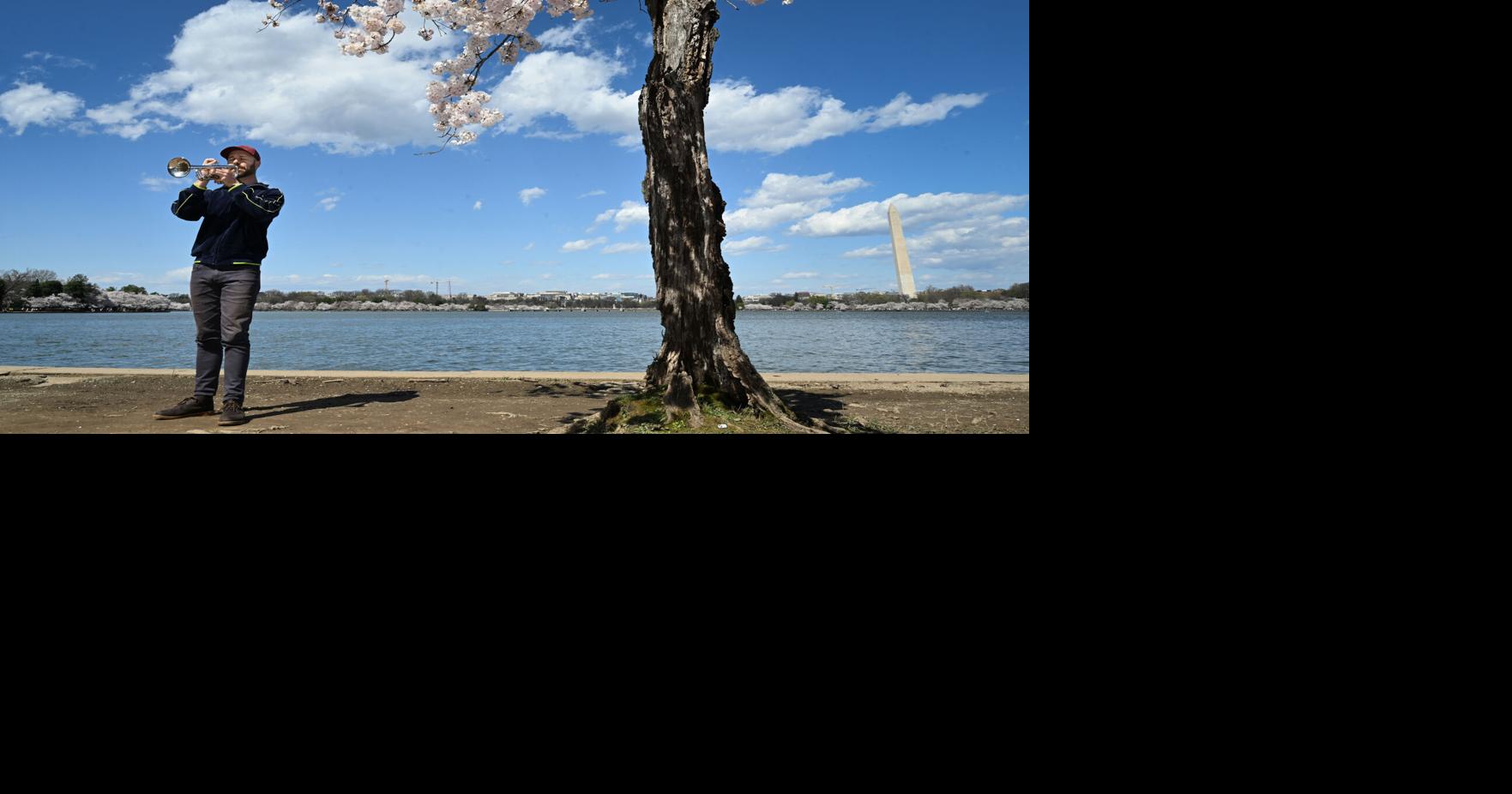 ‘Stumpy’ the tree becomes unlikely celebrity of cherry blossom season ...