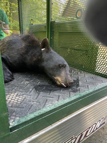 Forest Journal: 'Go back to the woods;' Yearling bears sent out on ...