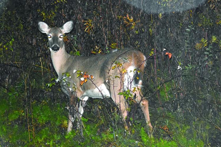 malta. coloring. pages.html.html.html.html.html.html