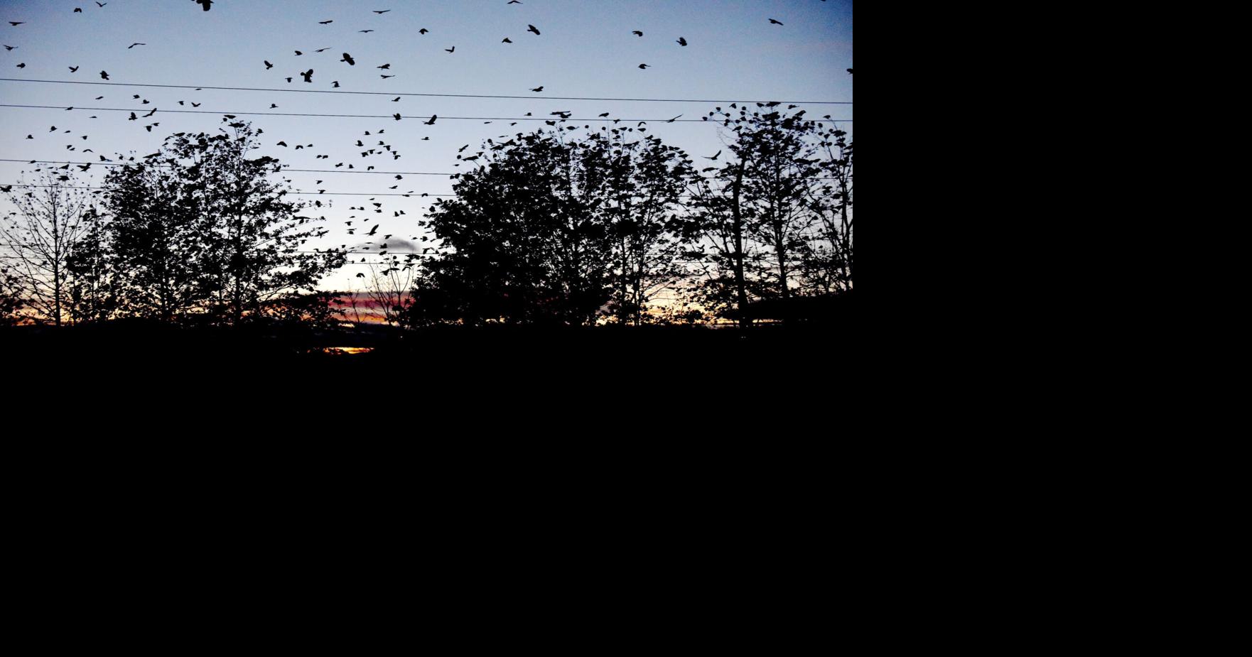 Bird blitz | Animals | unionleader.com
