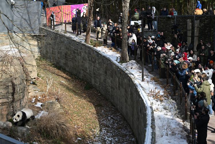New pandas show ‘encouraging’ mutual interest, National Zoo says ...
