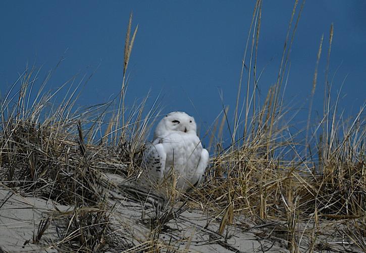 NH Winter: Snowy owls are a special find on the Seacoast | Winter Notes ...