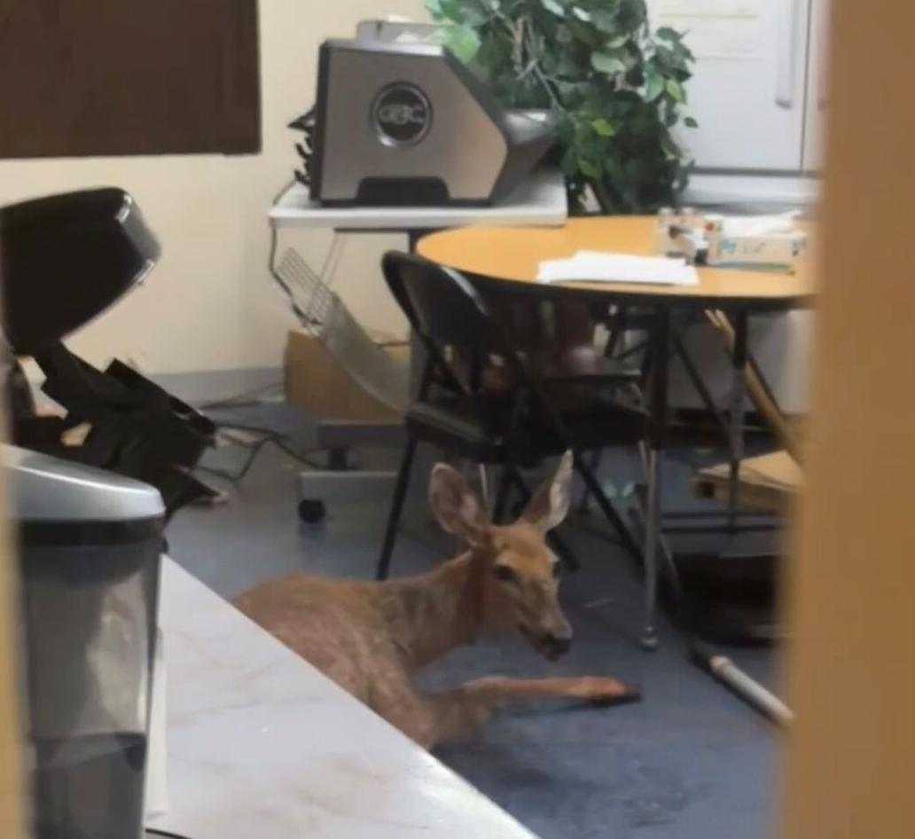 Deer breaks into Lebanon elementary school | Animals | unionleader.com