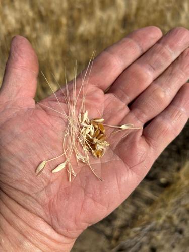 Reuters Analysis: High pasta prices set to boil over as Canada's wheat ...