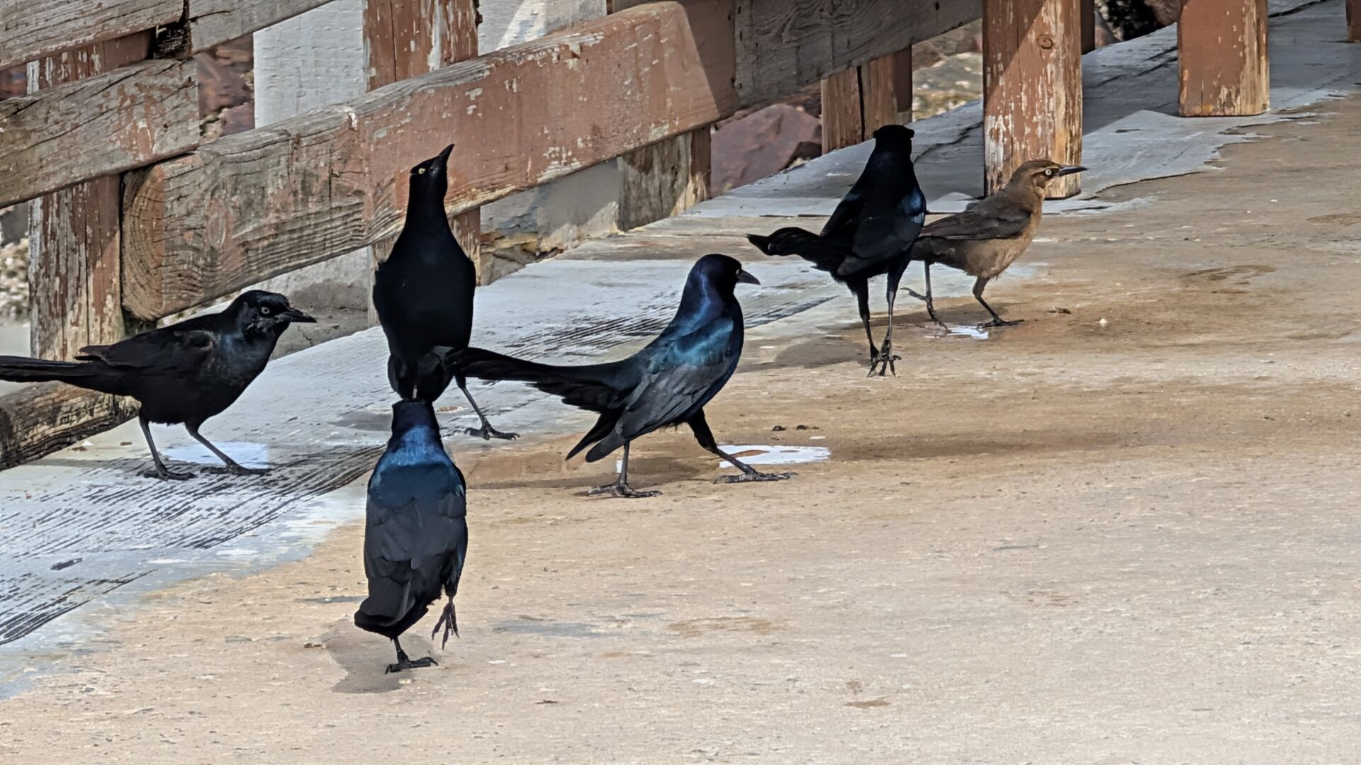 Cheryl Kimball's Nature Talks: The birdwatcher’s joy of seeing new ...