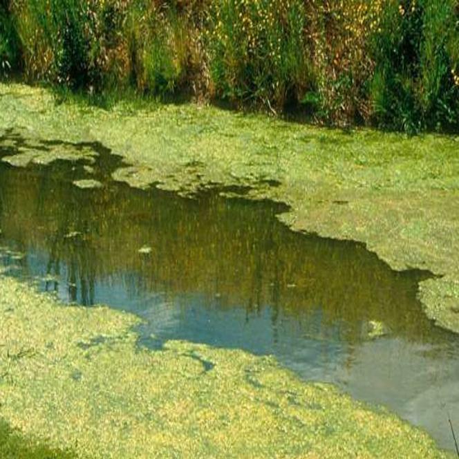 blue marsh algae bloom