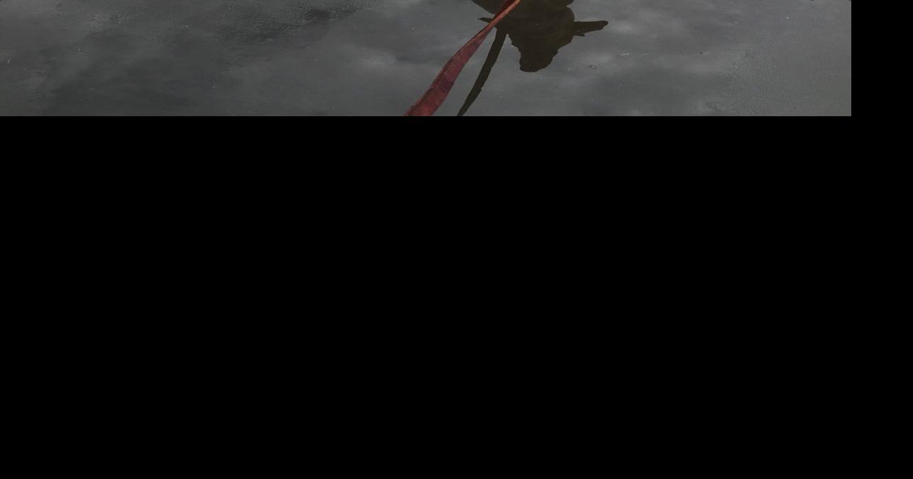 Shadowing Alfred: Four paws up for AVA Gallery’s tribute to a rescue ...