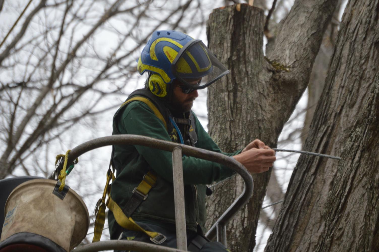 The 'Old Lady' ends her 240-year run as the family tree | Human ...