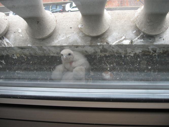 Manchester's falcons have worldwide appeal | Animals | unionleader.com