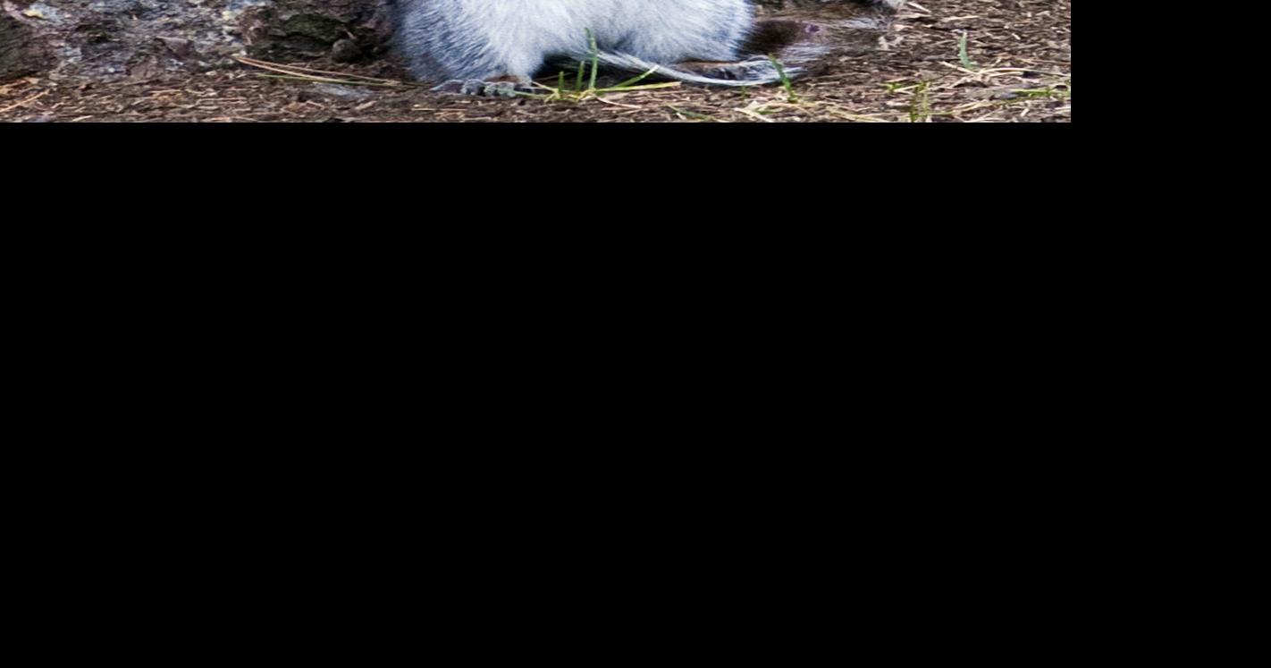 Chester woman claims 'revenge bill' targets gray squirrels | Animals ...