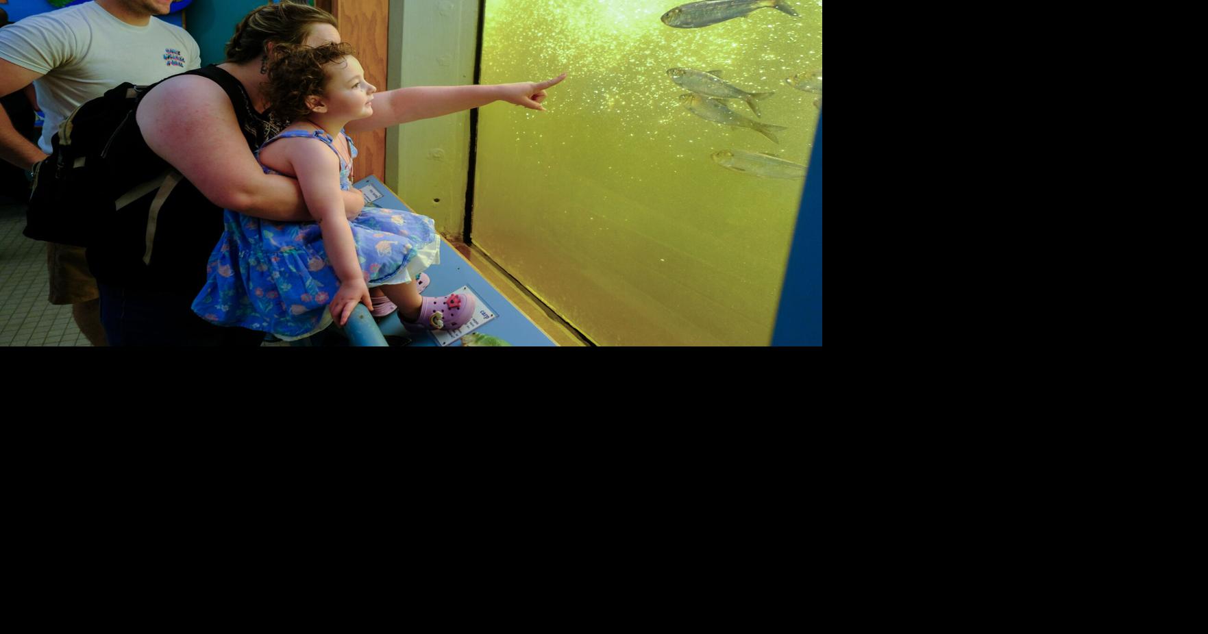 World Fish Migration Day brought a curious parade at Amoskeag Fishways ...