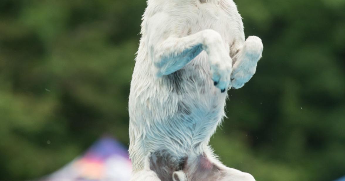 Brewery going to the dogs | Animals | unionleader.com