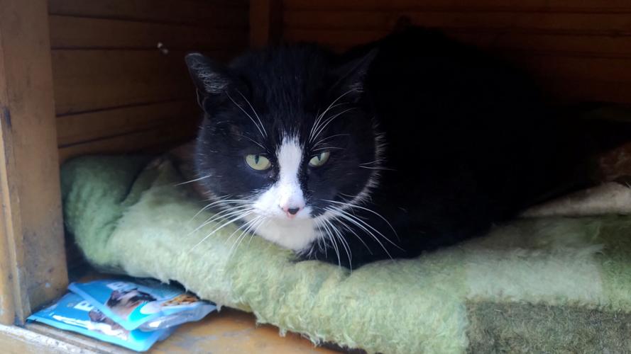 'Kim Kardashian of the cat world': Gacek draws tourists to Polish city ...