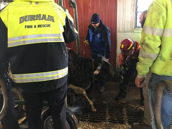 Reunion for UNH's Ruby the cow and the firefighters who saved her ...