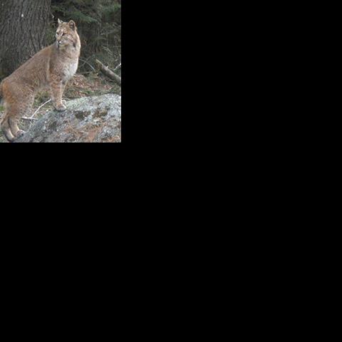 60-pound bobcat turns up as roadkill | Outdoors | unionleader.com