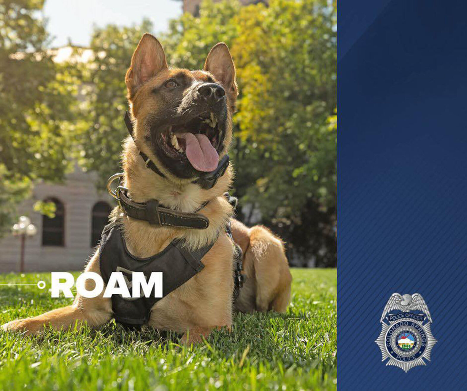 Colorado Springs police dog stabbed multiple times by barricaded ...