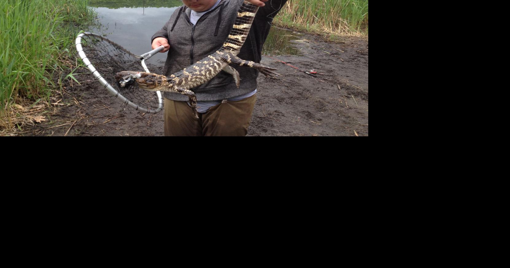 Two teens catch alligator in Manchester pond | Outdoors | unionleader.com