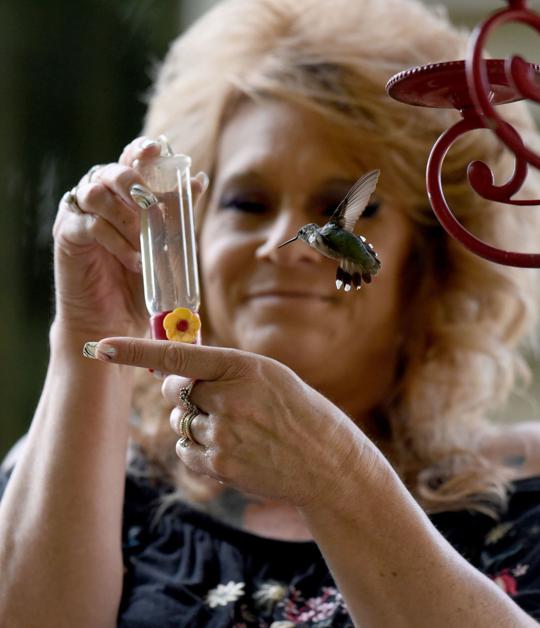 Concord's self-taught hummingbird whisperer Michele Lovely does, in ...