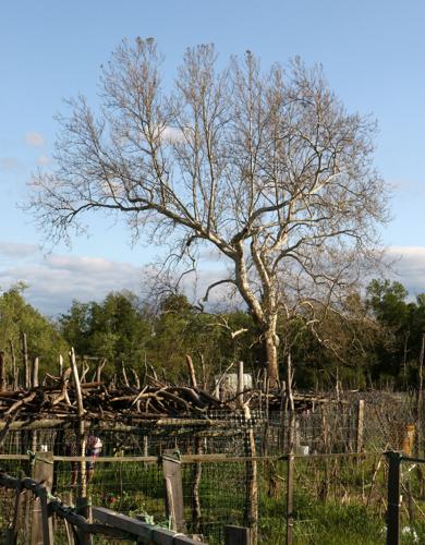 Sycamore Community Garden: Where crops and friendships grow ...