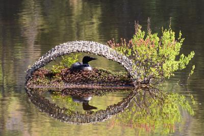 Good news for NH's beloved loons | Animals | unionleader.com