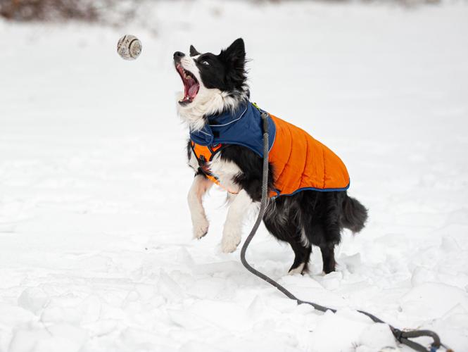Merrimack Winter Carnival | Human Interest | unionleader.com