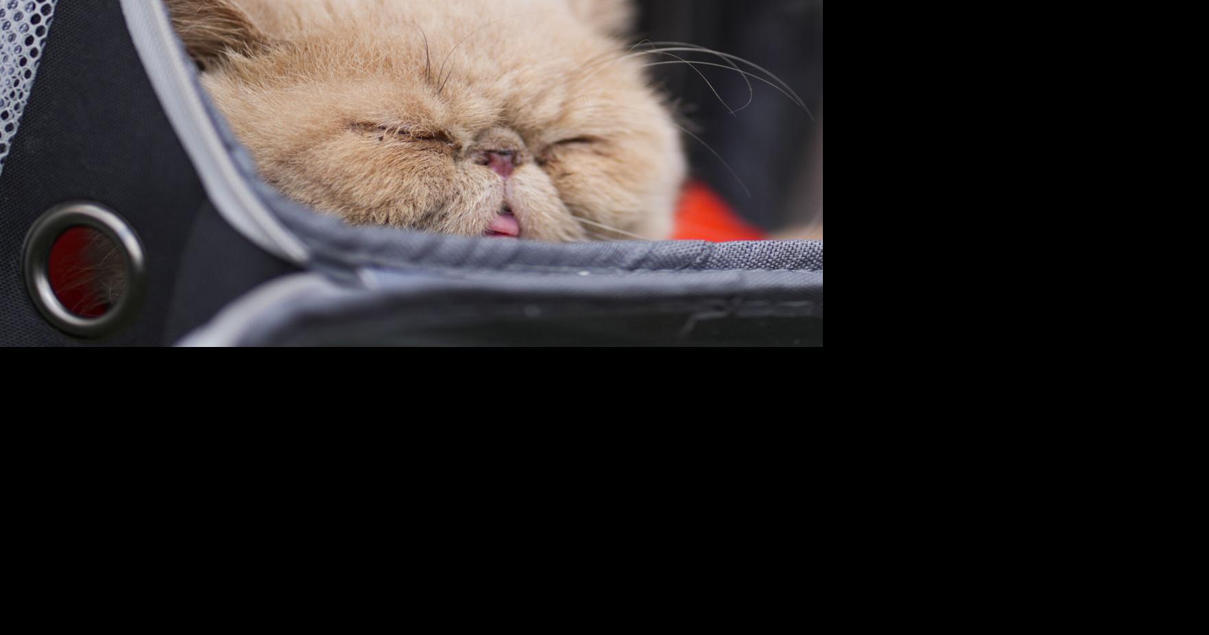 NCAA Football: Bowling Green at Cincinnati | Animals | unionleader.com