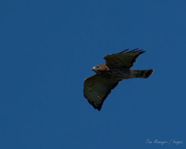 NH Outside: Pack Monadnock observatory great place to spot birds of ...