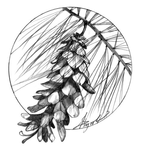 eastern white pine drawing