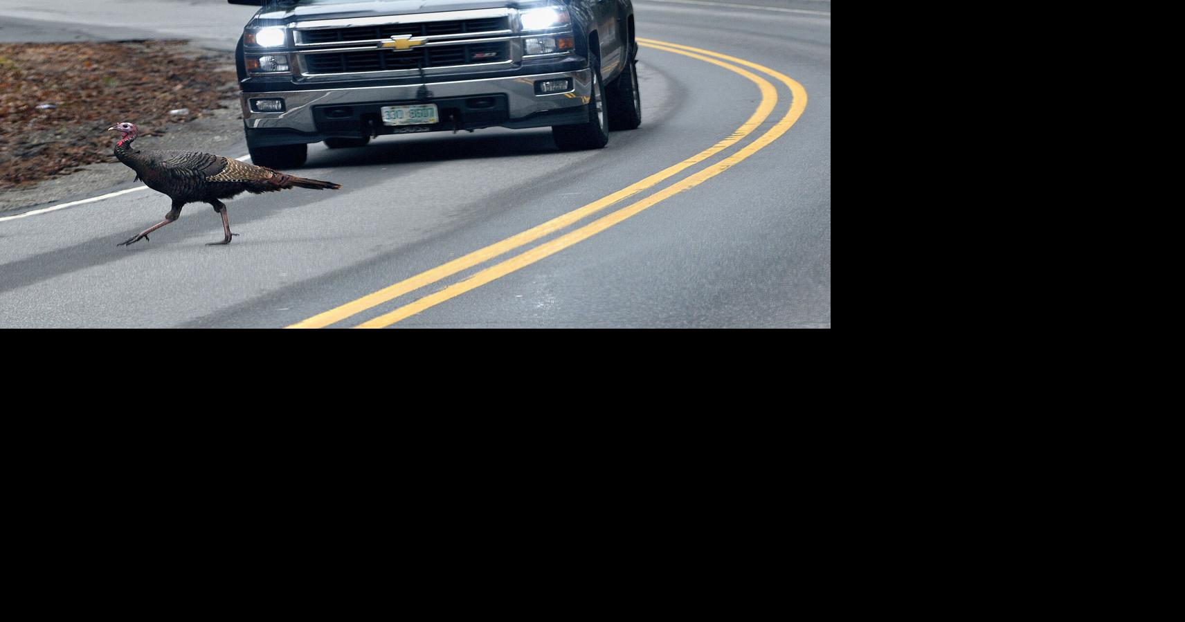 Wild turkey crossing | Uploaded Photos | unionleader.com
