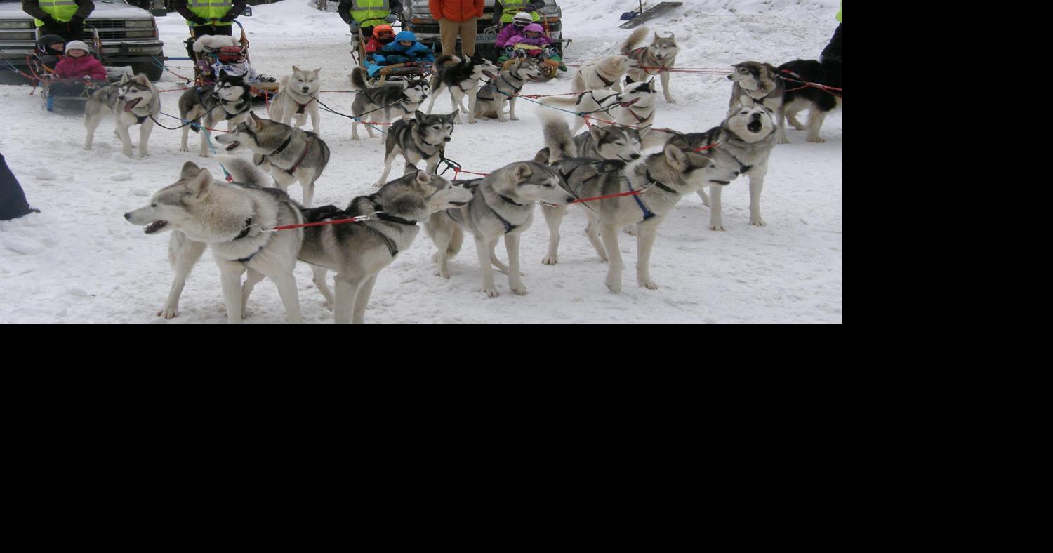 Sled dogs impress school vacation crowd | Attractions | unionleader.com