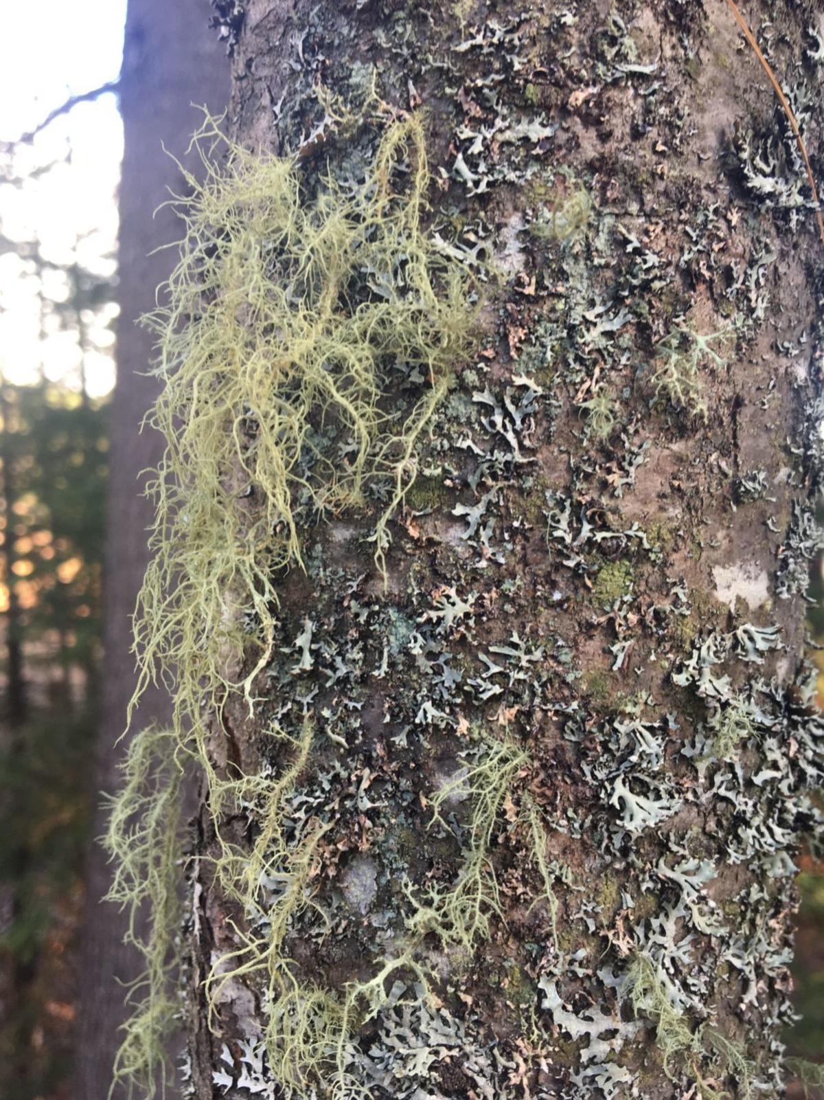 Forest Journal: Welcome to Lichen Appreciation Season | Forest Journal ...