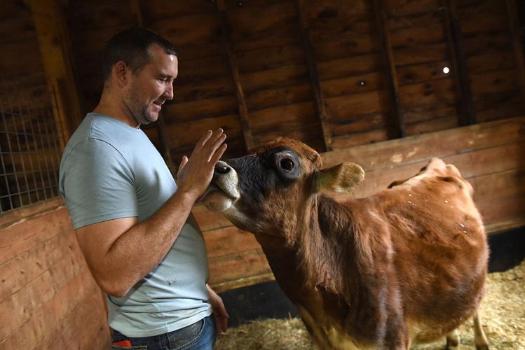 Have you herd? Cow cuddling is a thing | Animals | unionleader.com
