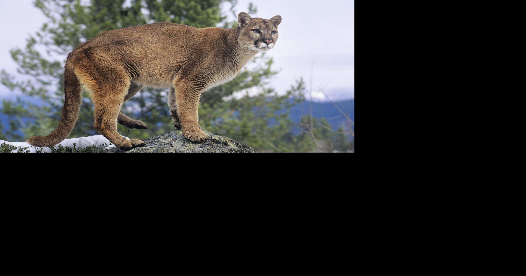 mountain lion coloring picture