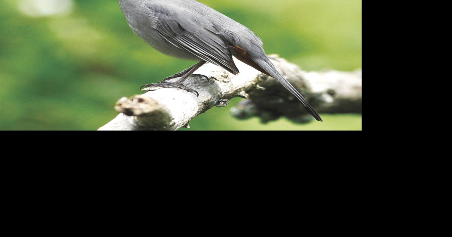 This week's Rare Bird Alert | Animals | unionleader.com
