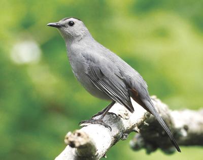 This week's Rare Bird Alert | Animals | unionleader.com