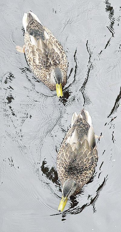 This week's Rare Bird Alert | Animals | unionleader.com