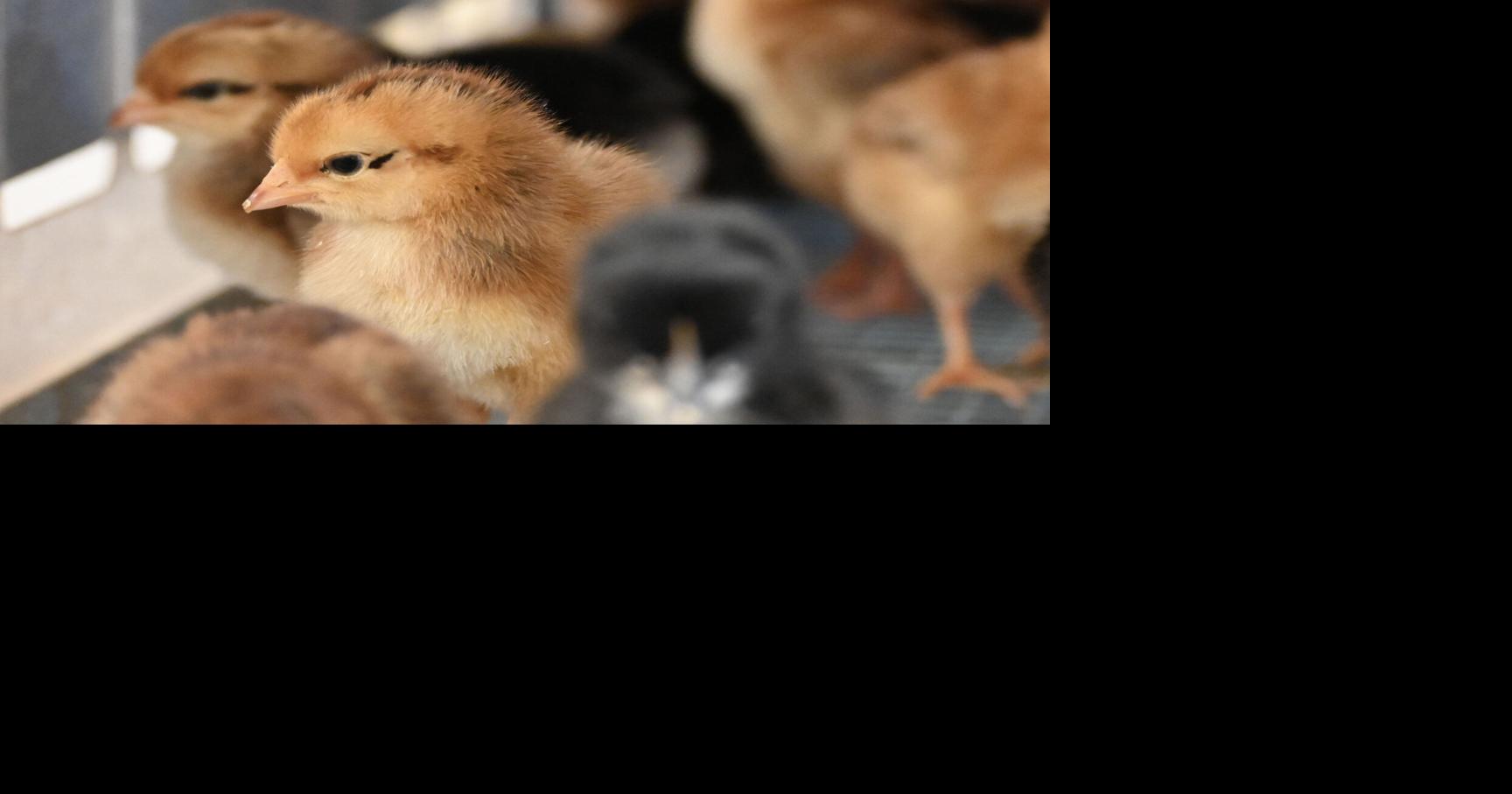 Chicks in demand: Granite Staters are counting on chickens to crack egg ...
