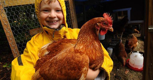 City chicken policy comes home to roost | Animals | unionleader.com